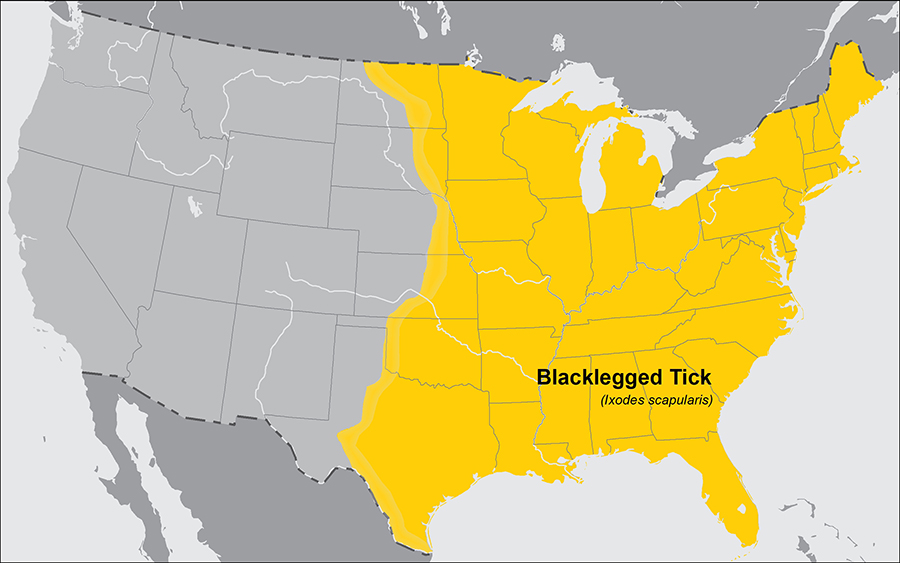 Deer Tick Identification Tips | PA Tick Research Lab Deer Tick Identification Tips | PA Tick Research Lab